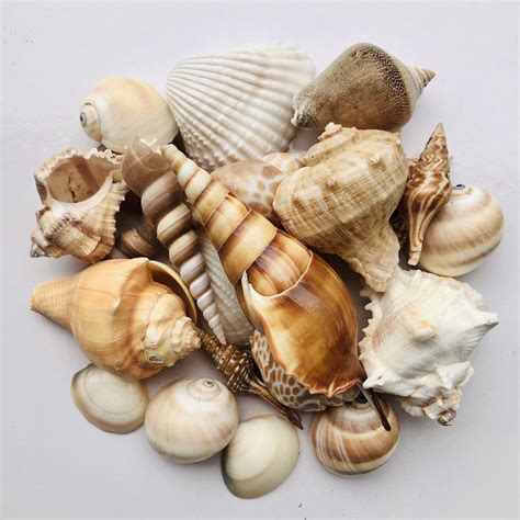 Assorted Seashell Mix Natural Beach Wedding Decor 12 Pound Etsy