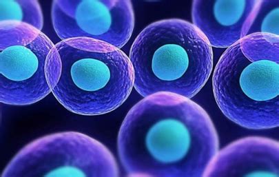 细胞星球 康安美生物