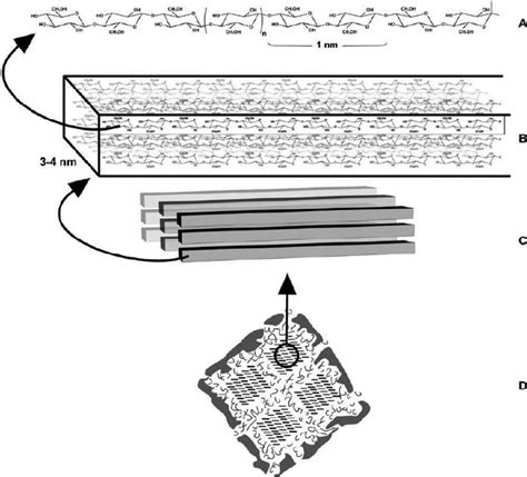 Internal Structure Of A Cellulose Microfibril A A Cellulose Chain Download Scientific