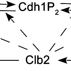 A Bistable Switch Converted From The Model In Fig 1 Based On Multiple Site Phosphorylation