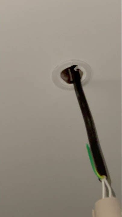 Мышь на потолке квартиры в Переделкино Ближнее Youtube