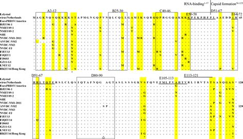 The Alignment Assay Based On Amino Acid Sequence Of N Protein For Download Scientific Diagram