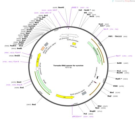 Addgene Tornado Rna Sensor For Survivin