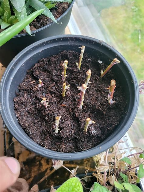 Third Attempt At Black Raspberry Propagation Rgardening