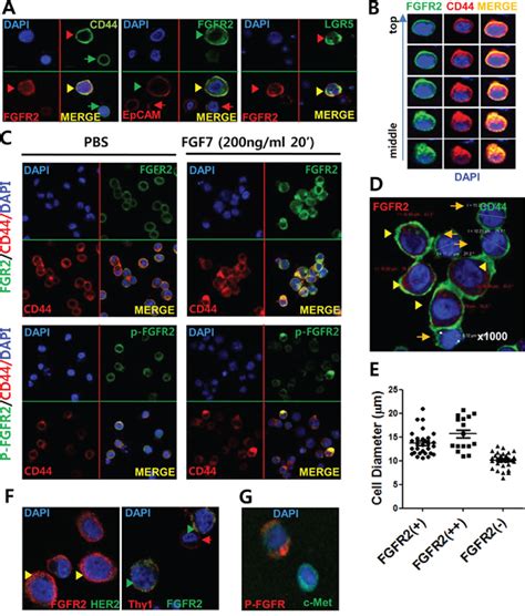 A Reciprocal Regulatory Circuit Between Cd44 And Fgfr2 Via C Myc