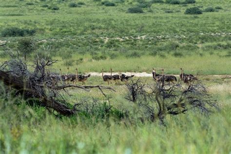 Premium Photo View Of Sheep On Grassland