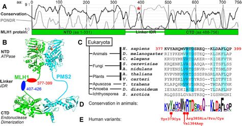 Location Conservation And Human Variation Of A Conserved Mlh1 Linker Download Scientific