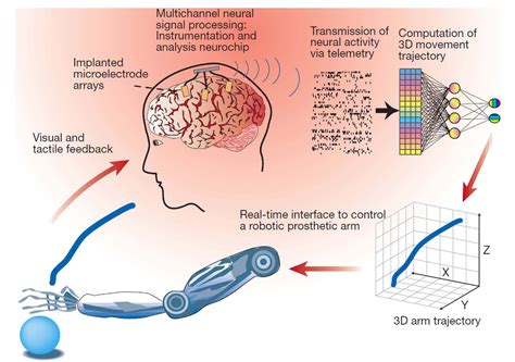 Neuroengineering Tools Applications For Bidirectional Interfaces Brain Computer Interfaces And