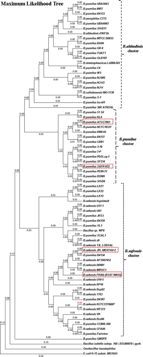 Molecular Phylogenetic Analysis By The Maximum Likelihood Method B