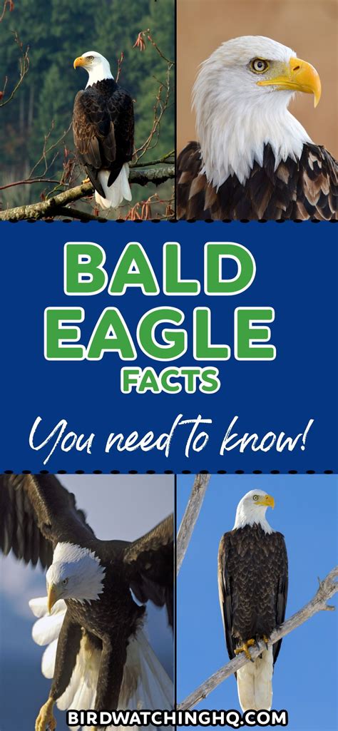18 Bald Eagle Facts That Will Make You Soar With Joy Eagle Facts