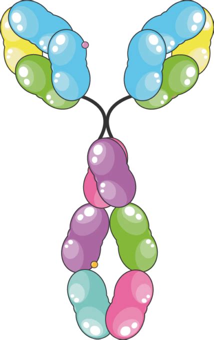Immunoglobulins Igm Servier Medical Art
