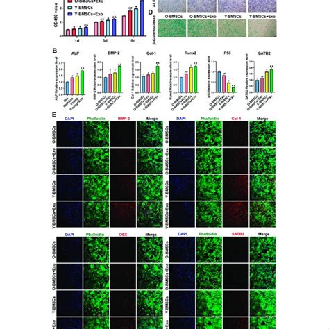 The Time Dependent Exosome Uptake Fluorescent Observation Of Download Scientific Diagram