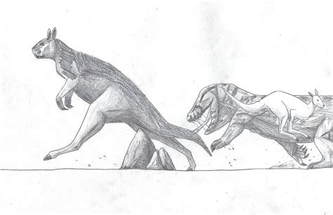 Procoptodon