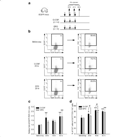 Granulocyte Colony Stimulating Factor G Csf Treatment Induced More R4 Download Scientific