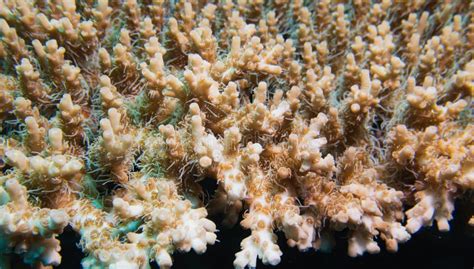 Close Up Of Branching Hard Coral With Polyps And Algae In Vibrant