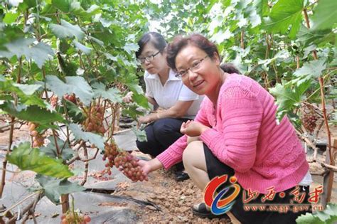 天潤農業紅提採摘帶動農戶增收致富 每日頭條