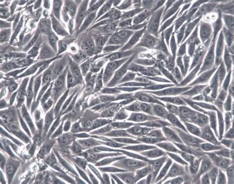 人正常前列腺上皮细胞的应用