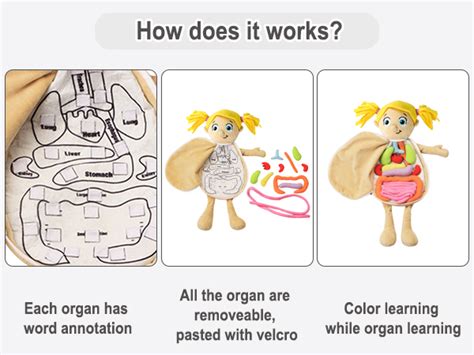 Mua Vocheer Human Body Anatomy Toy Montessori Preschool Educational