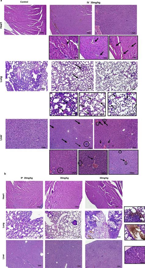 Ponatinib Injection And Toxicity Histological Section Of Mice Heart Download Scientific
