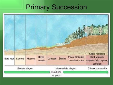 Volcano Primary Succession