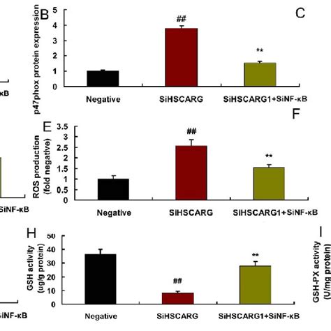 Downregulation Of Nuclear Factor Kappa B Nf κb Activity In The Download Scientific Diagram