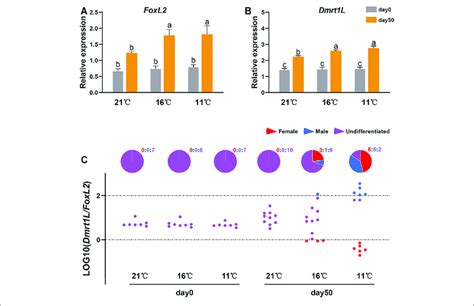 Relative Expression Of Foxl2 And Dmrt1l In The Three Temperature