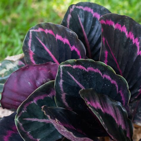 Calathea Roseopicta Dottie Rose Painted Calathea Siteone
