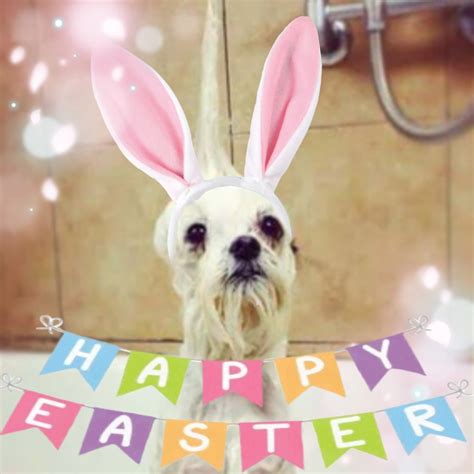 New Pfp For Easter By Unicornyan25 On Deviantart