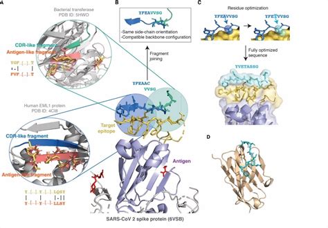 Researchers Present Fragment Based Computational Design Of Antibodies That Target Structured