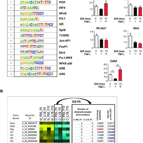 Tfbs Motifs Identified In Significant Atac Seq Peaks Associated With Download Scientific