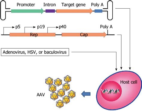 Diagram Of Adeno Associated Virus Vector Production A The Expression Download Scientific