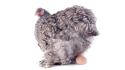 12 Chicken Breeds That Lay Brown Eggs Information And Facts Farm