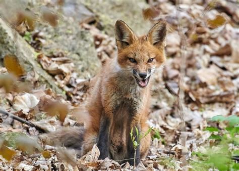 Closeup Of A Kit Fox Roaring Sitting In Dried Fallen Leaves Stock Image Image Of Landscape