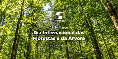21 De Março Dia Internacional Das Florestas E Da Árvore Sinpacel