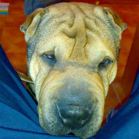 Sebas Mongaro Youtube