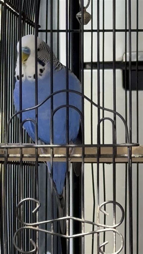 Budgie Gagging Choking Rbudgies