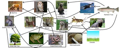 Deciduous Forest Food Web