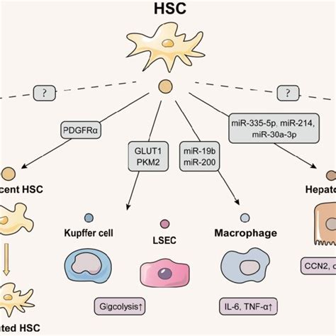 Schematic Diagram Of Hscs Centered Evs Network Activated Hscs Deliver