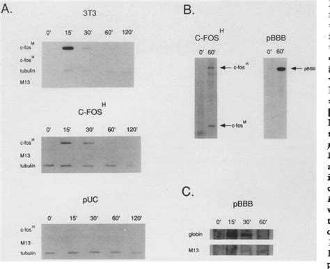 Figure 1 From The Inner Core Of The Serum Response Element Mediates