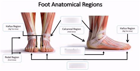 Foot Surface Anatomy Diagram Quizlet