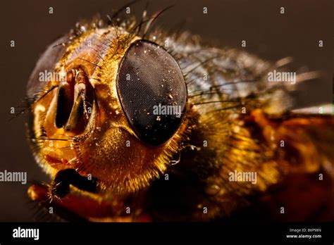 A Macro Stock Photograph Of A Fly Detailing The Lenses In Its Eye Stock Photo Alamy