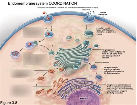 Endomembrane System Part 1 Diagram Quizlet