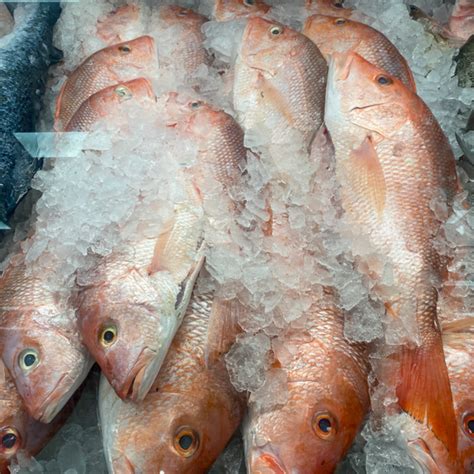 Savoring The Flavors Of Grilled Yellowtail Snapper