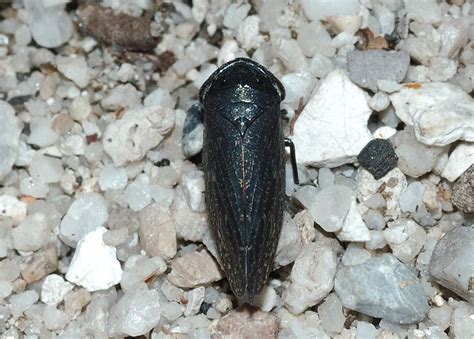Black Leafhopper Putoniessa Nigra