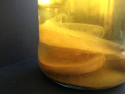 Jun Scoby Edible Alchemy Shop