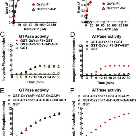 Gtpatp Binding And Gtpaseatpase Activities Of Osychf1 And