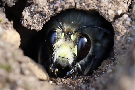 The First Native Bees Of Spring