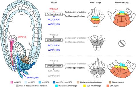 Schematic Model Wip Genes Expressed In The Embryo And Suspensor Download Scientific Diagram