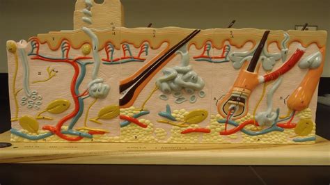 Skin Model Diagram Quizlet