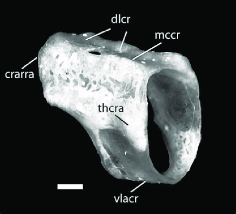 Pteropus Tonganus Usnm 546610 Oblique Caudodorsolateral View Of The